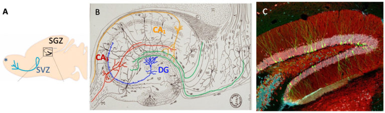 IBE — Science of learning portal — Neurogenesis, learning, and memory IBE — Science of learning portal — Neurogenesis, learning, and memory